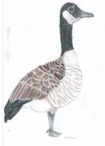 Ten Birds You Might See in Pittsburgh - Positively Pittsburgh