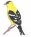 Ten Birds You Might See in Pittsburgh - Positively Pittsburgh