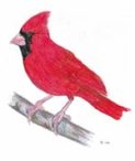 Ten Birds You Might See in Pittsburgh - Positively Pittsburgh