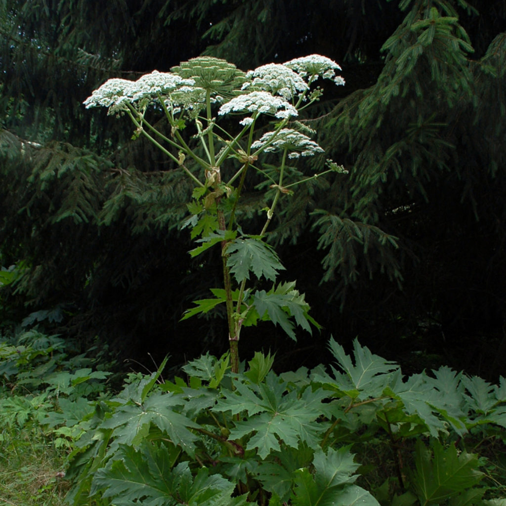 Poisonous Plants: What They Are - Positively Pittsburgh